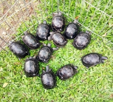 aldabra, Sulcata, Galapagos, tartaruga in vendita